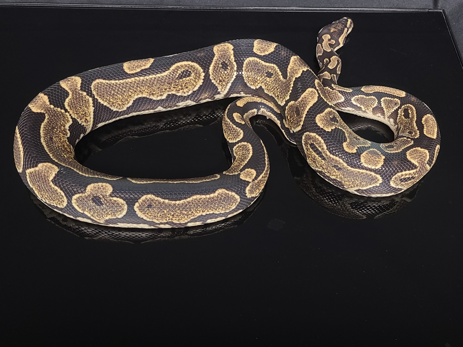 White Lace 66% Het Glow Ball Python by CV Exotics inc. - MorphMarket