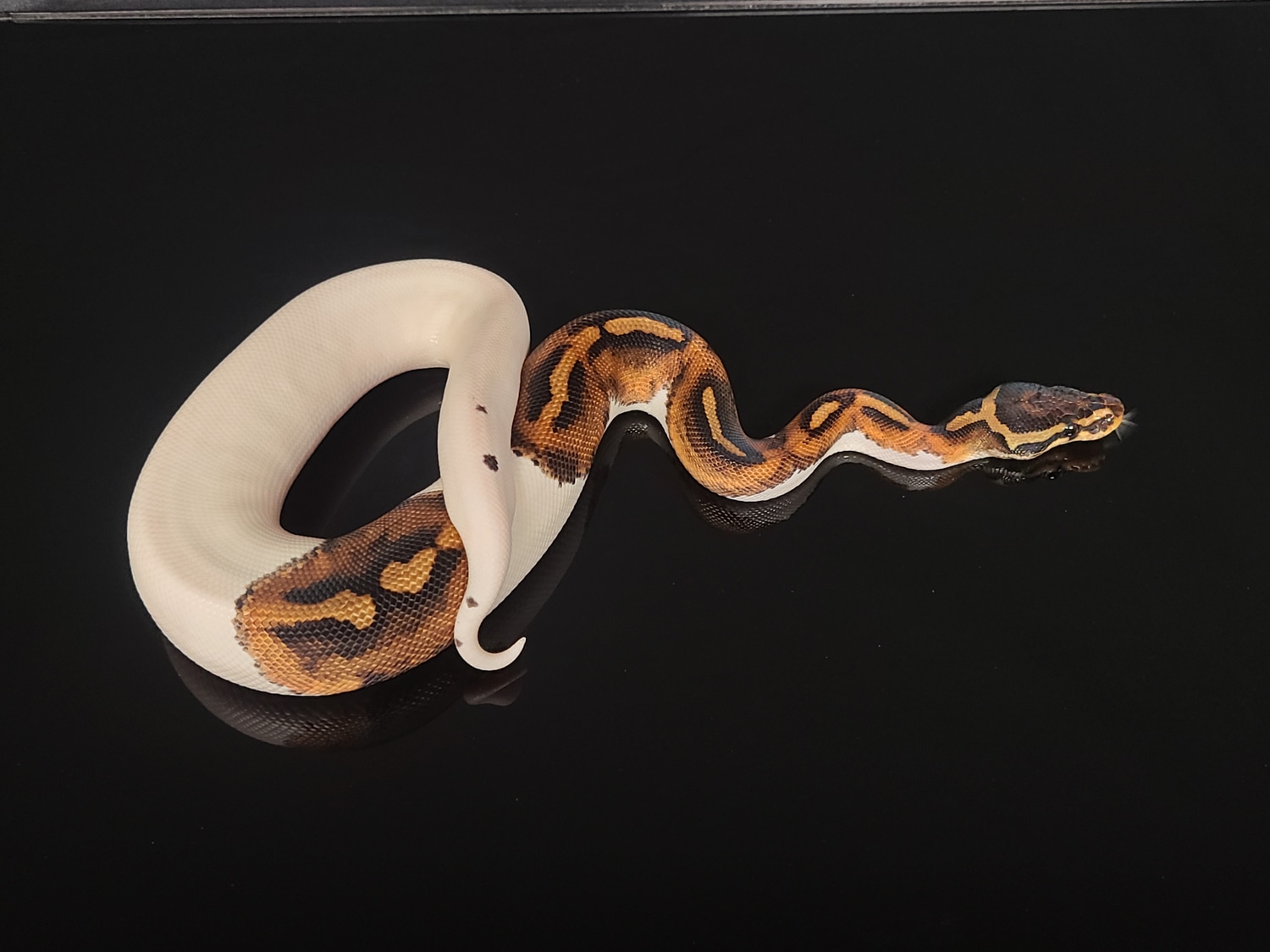 Pied Granite Ball Python by CV Exotics inc. - MorphMarket
