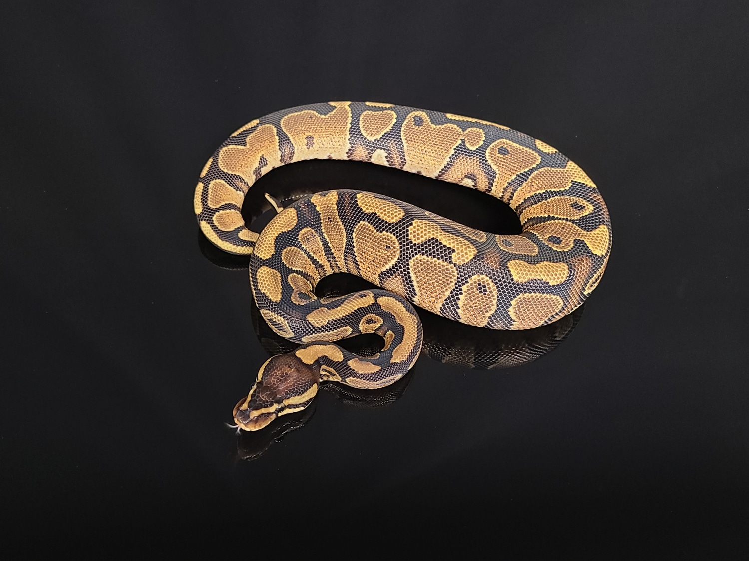 Yellow Belly Or Spark Ball Python by CV Exotics inc. - MorphMarket