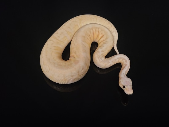 Banana Killer Black Widow Granite Ball Python by CV Exotics inc.