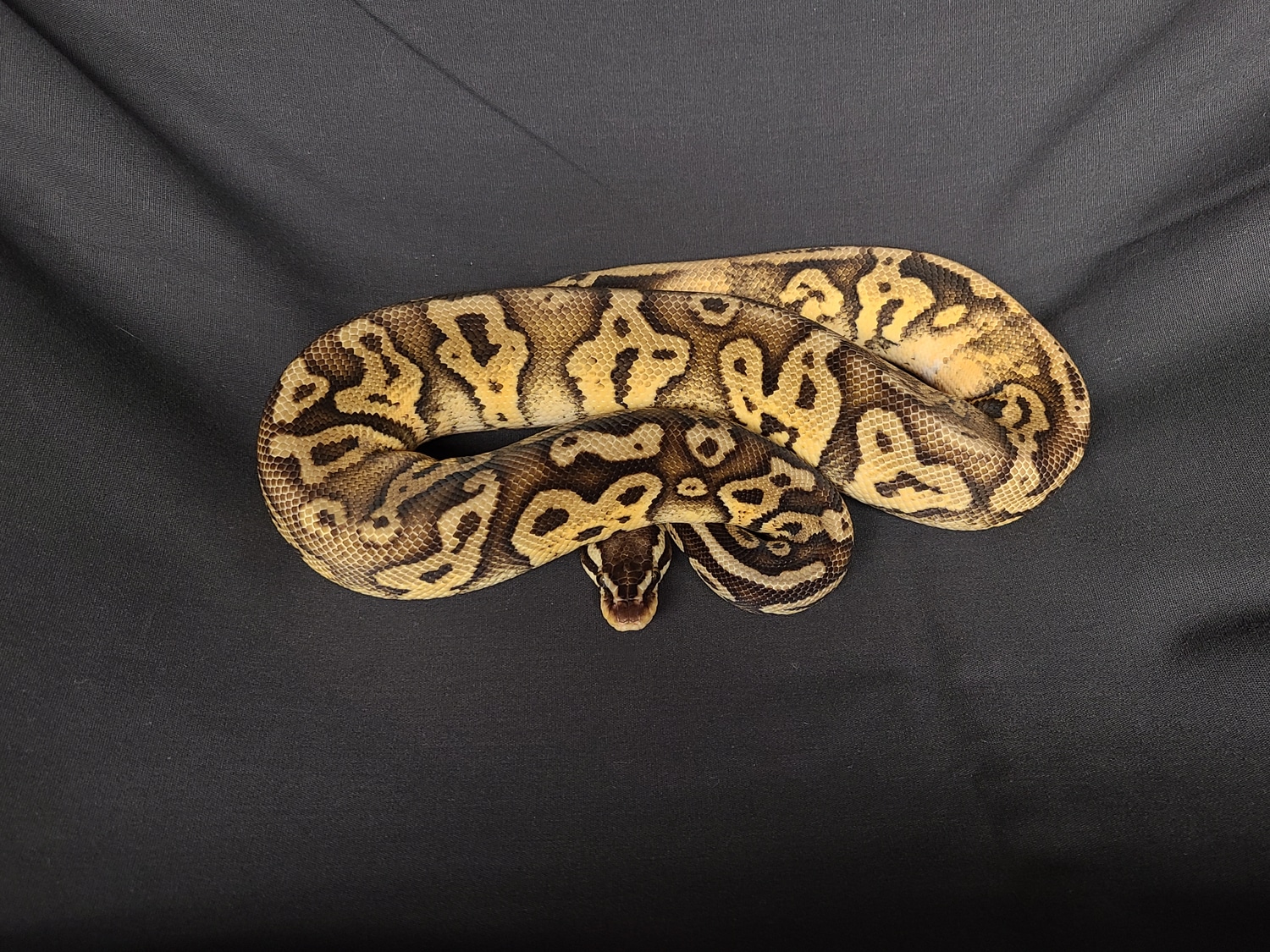Super Pastel Peridox 100% Het Pied Ball Python by CV Exotics inc ...