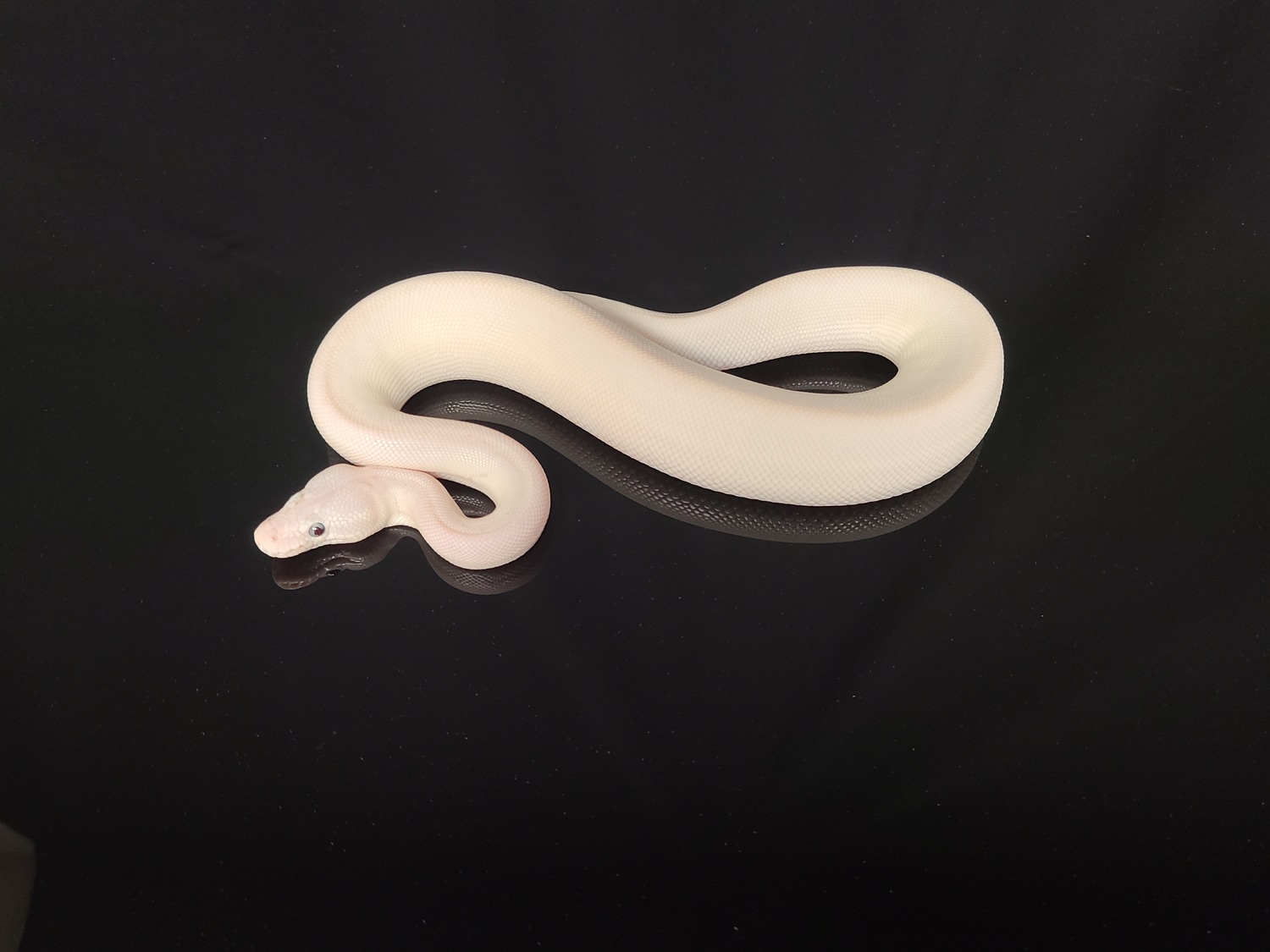 Lucy Pastel (Mojave X Lesser) Ball Python by CV Exotics inc. - MorphMarket