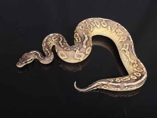 Pewter Yellow Belly Or Asphalt Ball Python by CV Exotics inc.