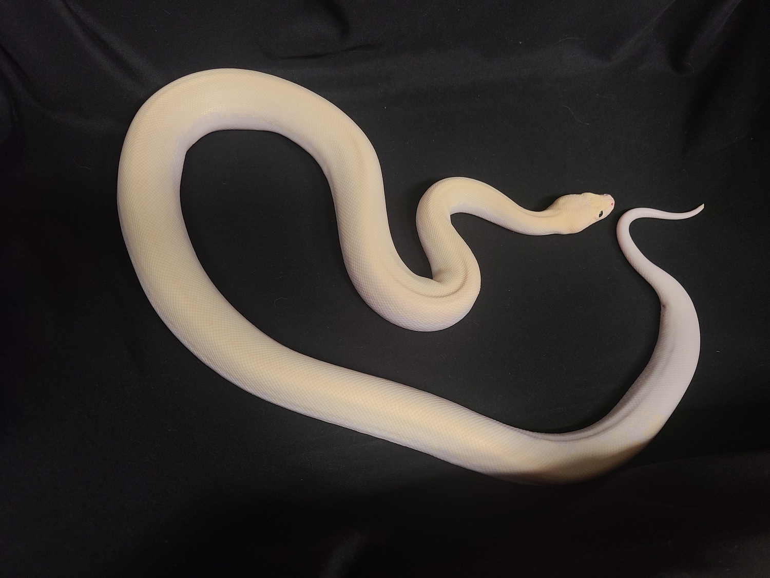 Ivory Burmese Python by CV Exotics inc. - MorphMarket