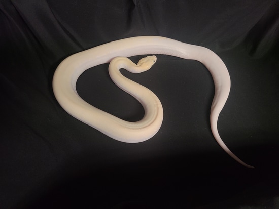 Ivory Burmese Python by CV Exotics inc.