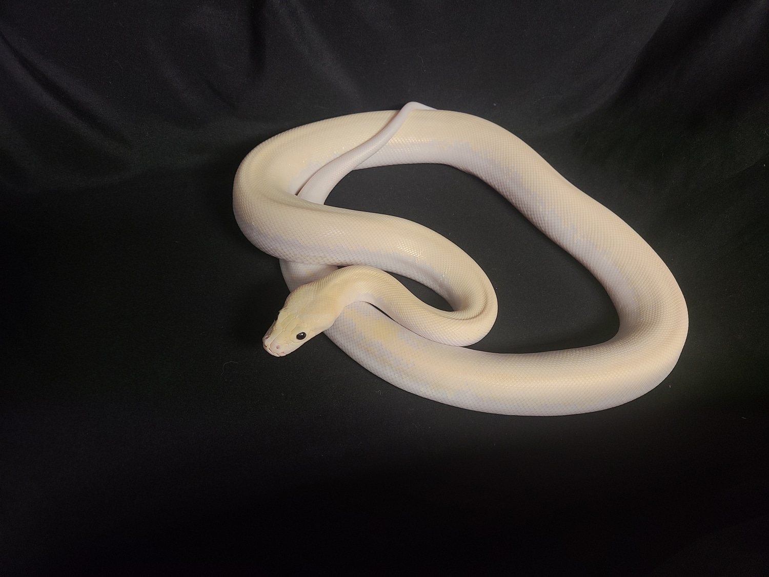 Ivory Burmese Python by CV Exotics inc. - MorphMarket