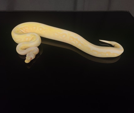Mimosa Ball Python by CV Exotics inc. - MorphMarket