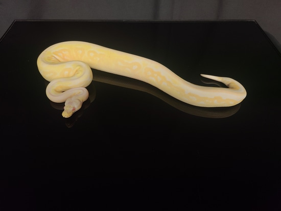 Albino Pewter Ball Python by CV Exotics inc.