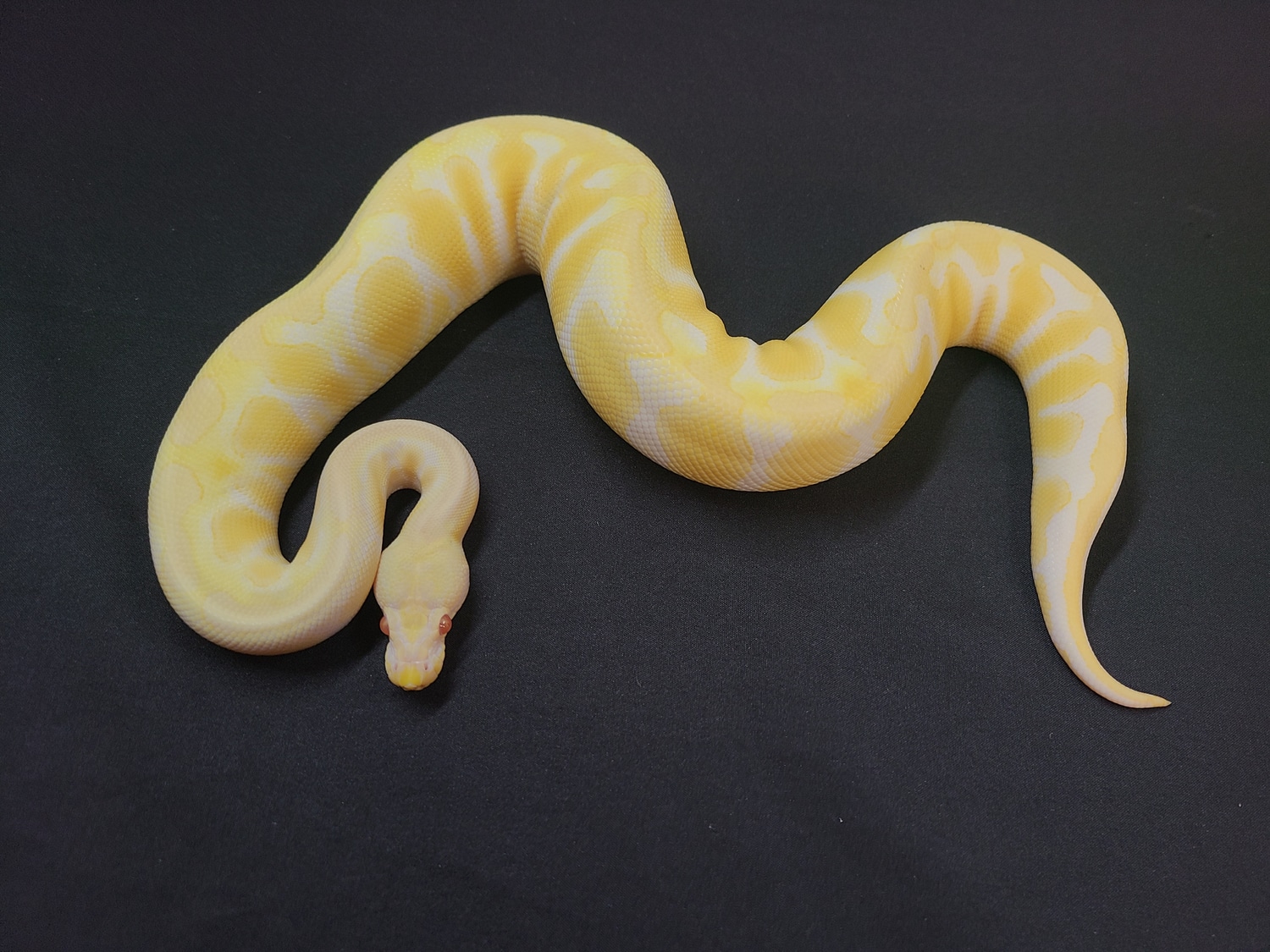 Albino Pastel Ball Python by CV Exotics inc. - MorphMarket