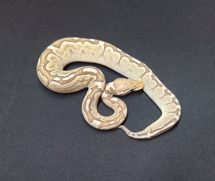 Clown Pinstripe Ball Python by CV Exotics inc. - MorphMarket