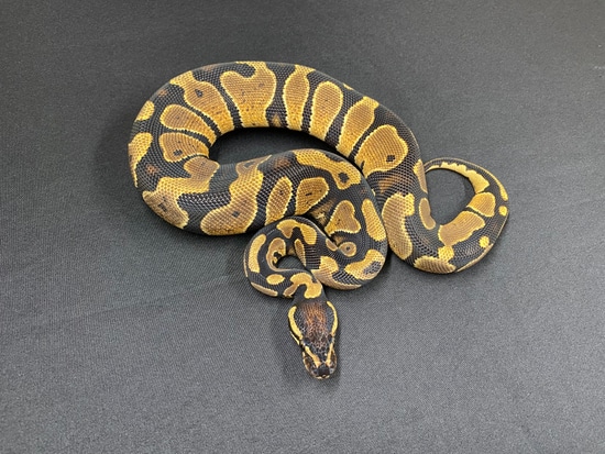 Yellow Belly Or Asphalt Or Spark Ball Python by CV Exotics inc.