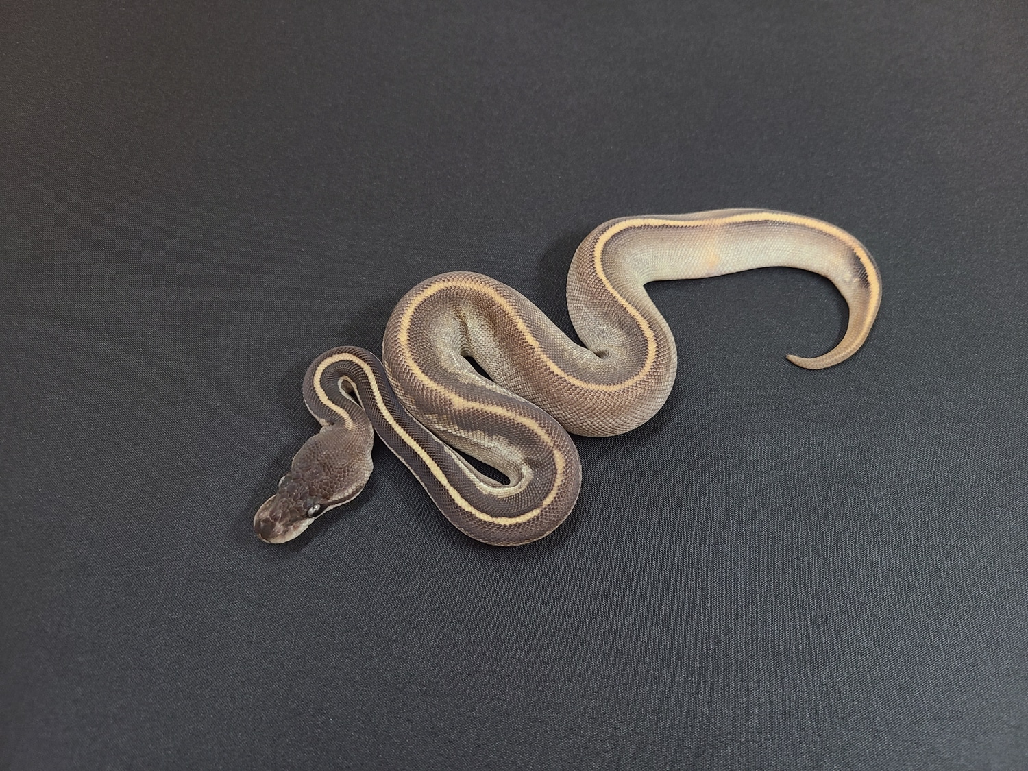 Black Pastel Mojave 100% Het Pied 21f_4168 Ball Python by CV Exotics ...