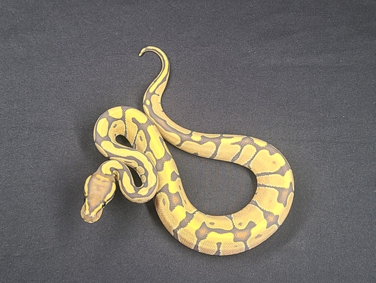 Enchi Orange Ghost Ball Python by CV Exotics inc.