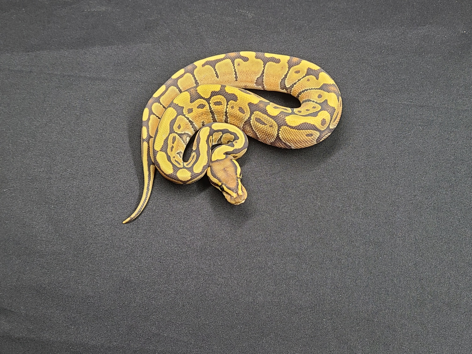 Enchi Orange Ghost Ball Python by CV Exotics inc. - MorphMarket