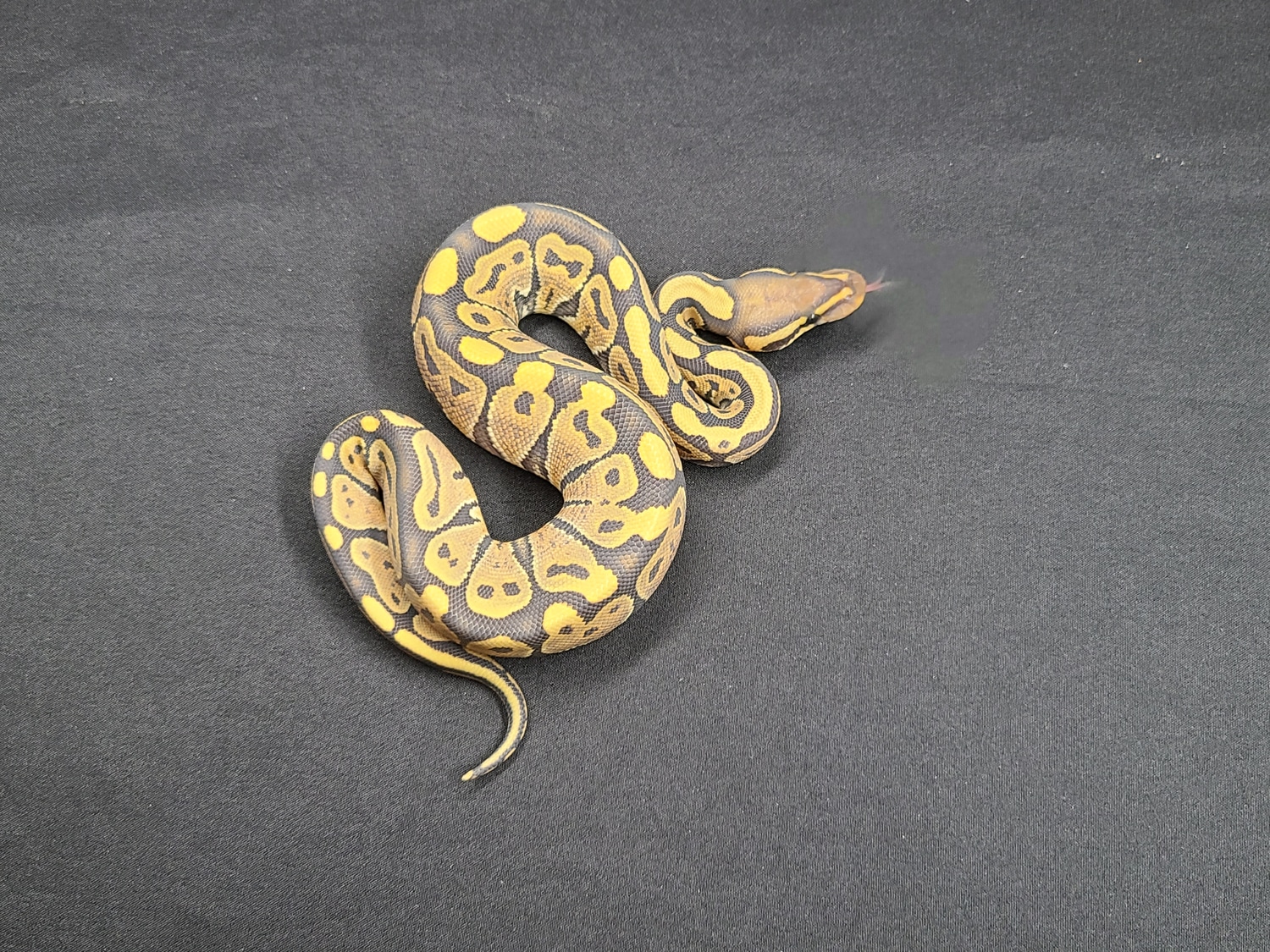 Orange Ghost Ball Python by CV Exotics inc. - MorphMarket