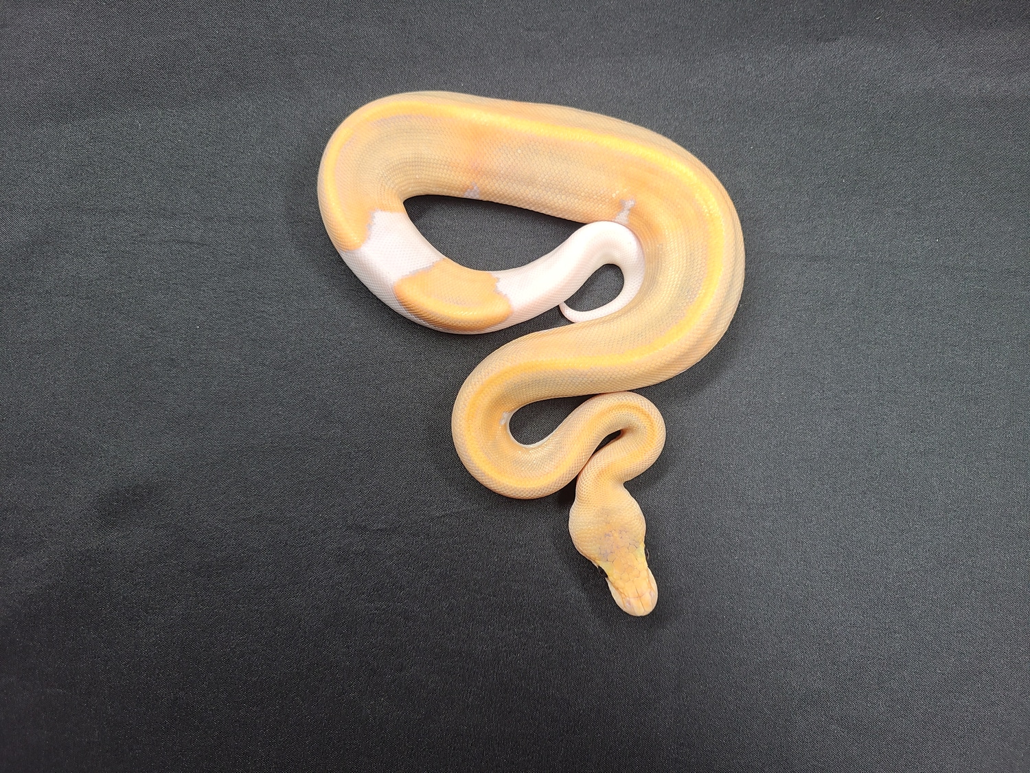 Champagne Orange Ghost 66% Het Pied Ball Python by CV Exotics inc ...