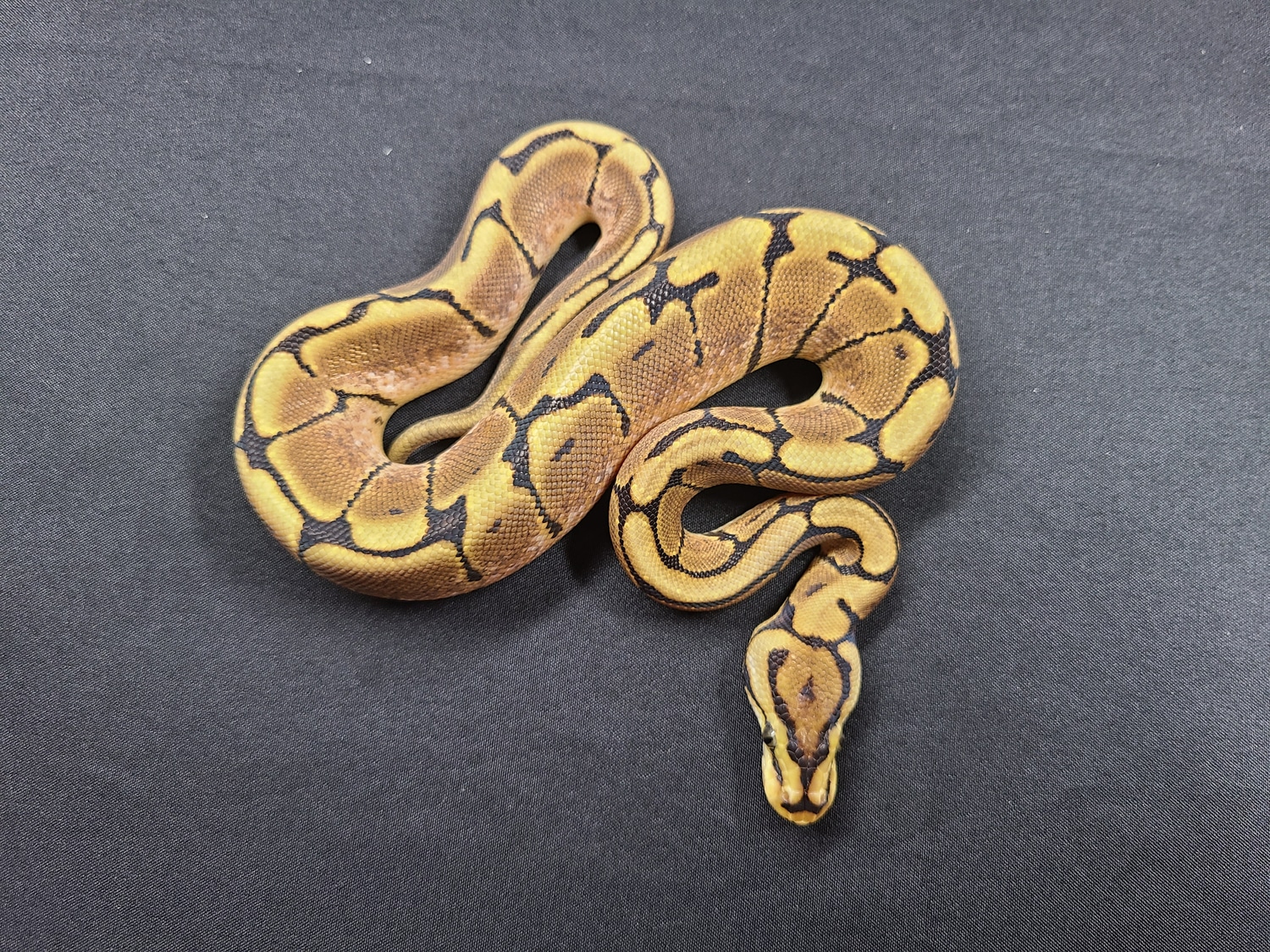 Spider 100% Het Pied Ball Python by CV Exotics inc. - MorphMarket