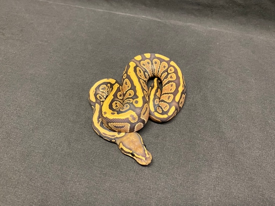 Orange Ghost 100% Het Pied Granite Ball Python by CV Exotics inc.
