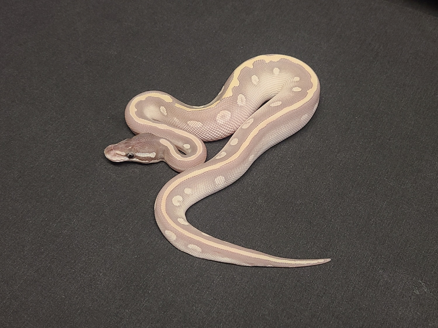Mystic Potion Ball Python by CV Exotics inc. - MorphMarket