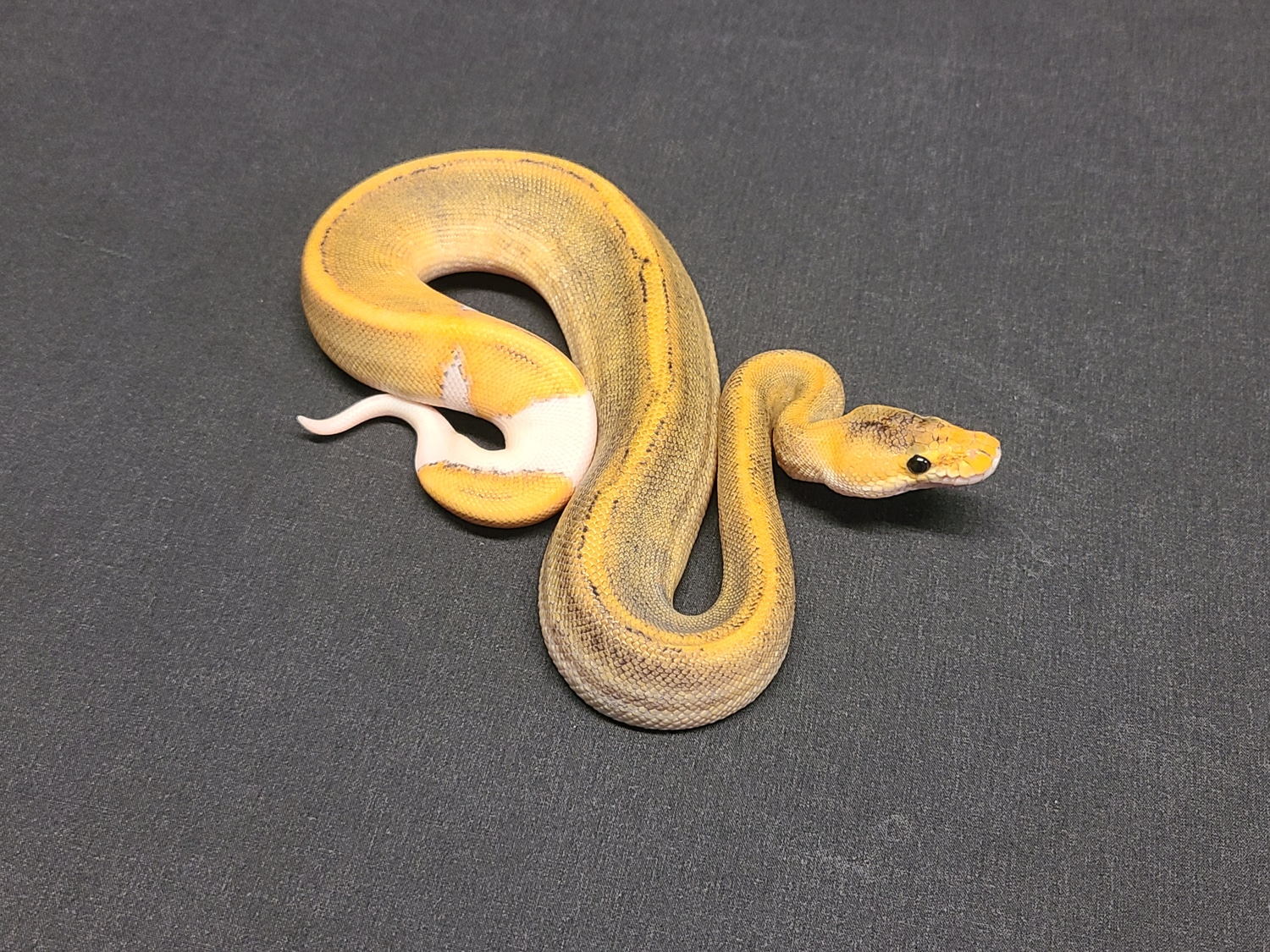 Champagne 100% Het Pied 100% Het Ghost Ball Python by CV Exotics inc. - MorphMarket