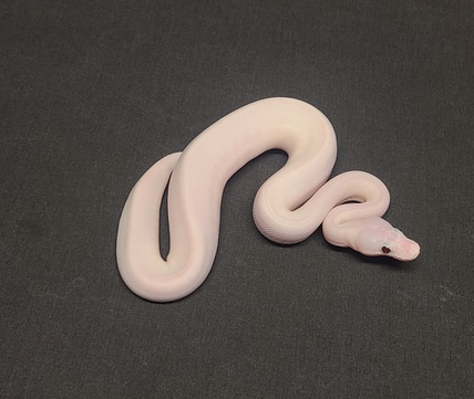 Spider Pied (White Wedding) Ball Python by CV Exotics inc. - MorphMarket