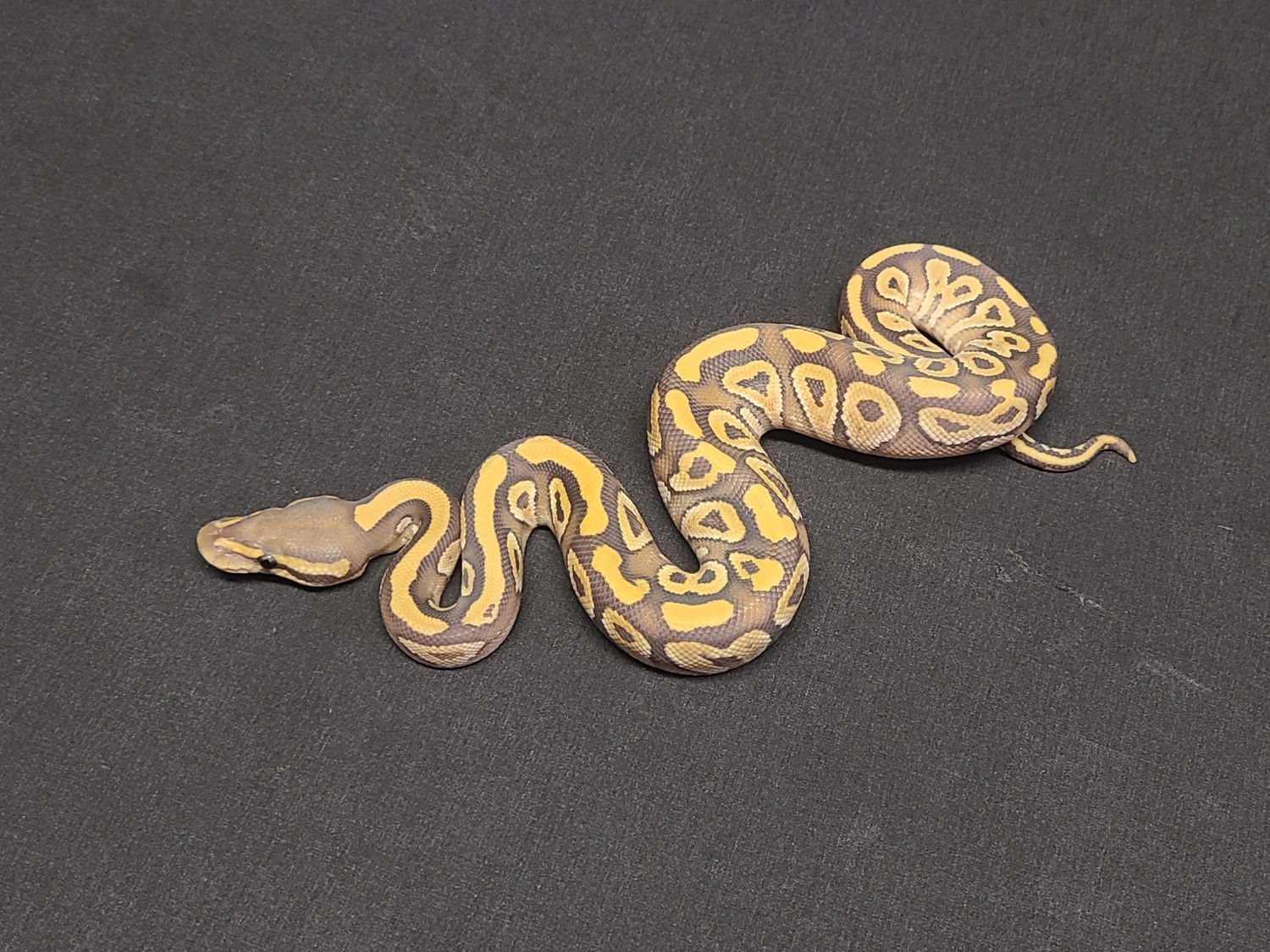 Pastel Mojave Orange Ghost Ball Python by CV Exotics inc. - MorphMarket