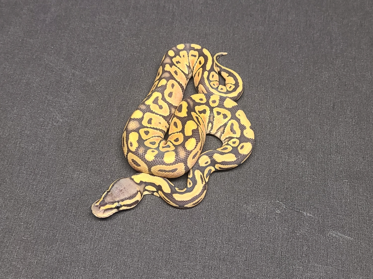 Orange Ghost Pastel Granite Ball Python by CV Exotics inc. - MorphMarket