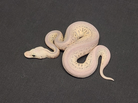 Clown Leopard Spotnose Super Pastel Possible Fire Ball Python by CV Exotics inc.