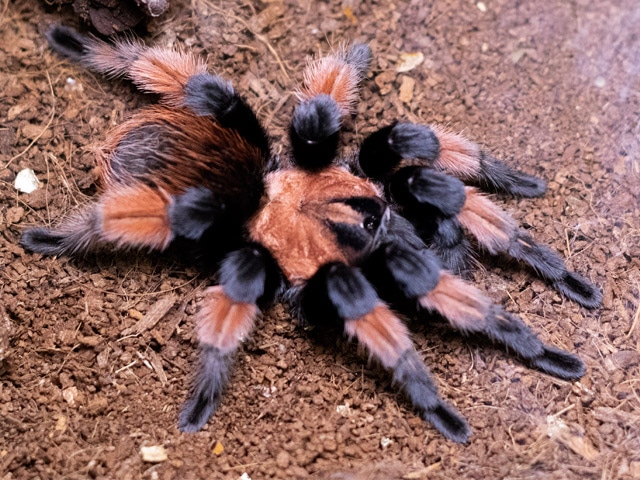 Mexican Red Leg Tarantula Brachypelma Emilia by CV Exotics inc ...