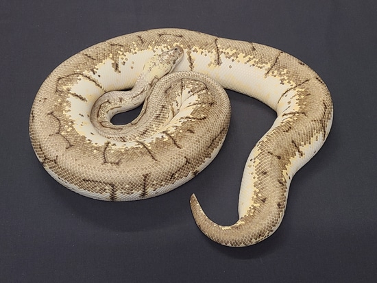 Spinner Blast Ball Python by CV Exotics inc.