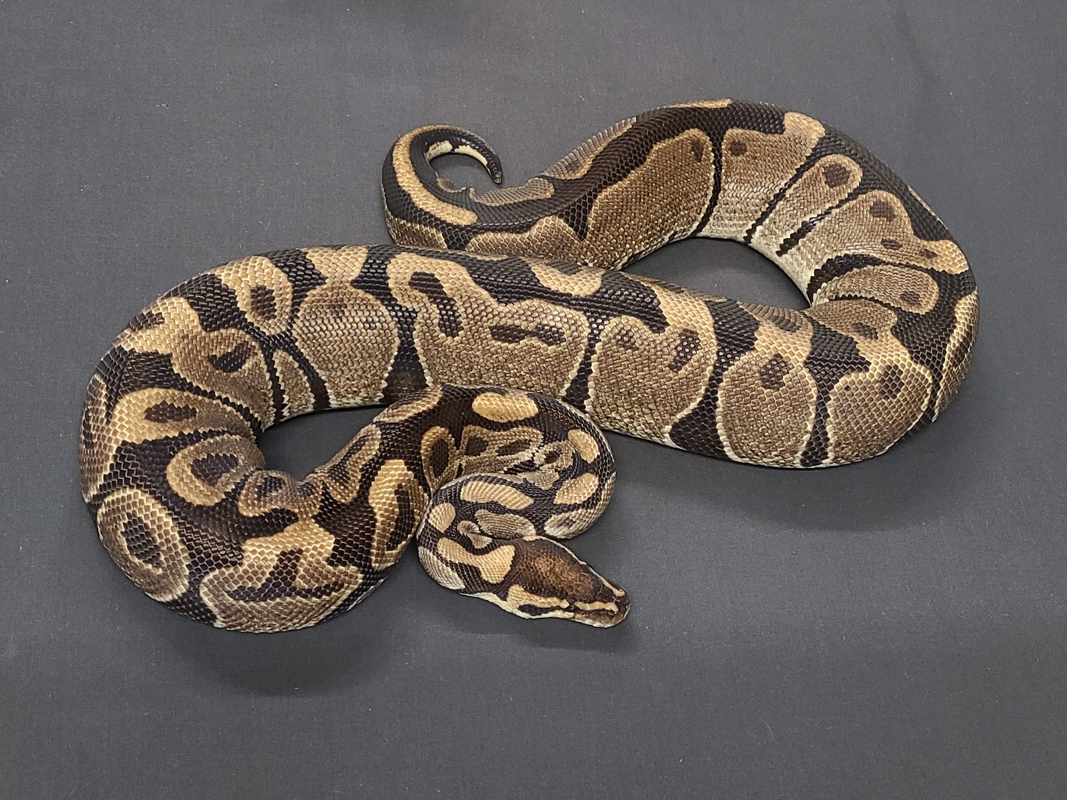 100% Het Caramel Ball Python by CV Exotics inc. - MorphMarket