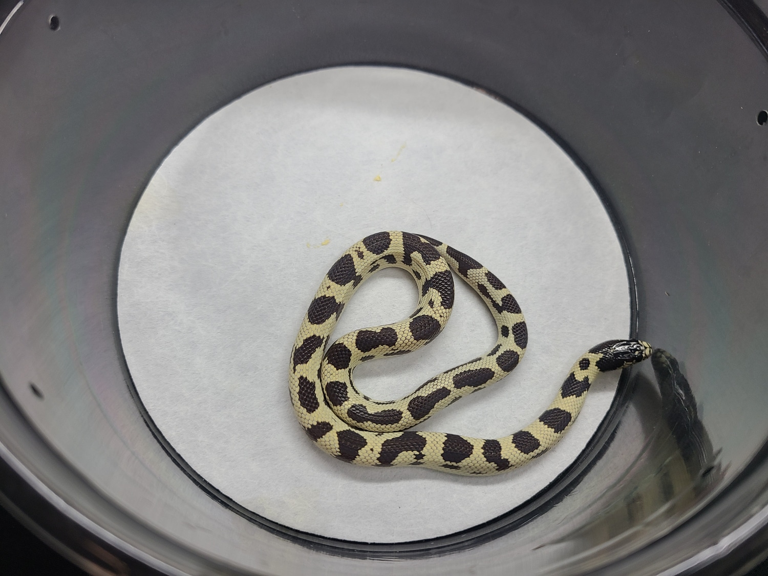 Banana California Kingsnake by CV Exotics inc. - MorphMarket