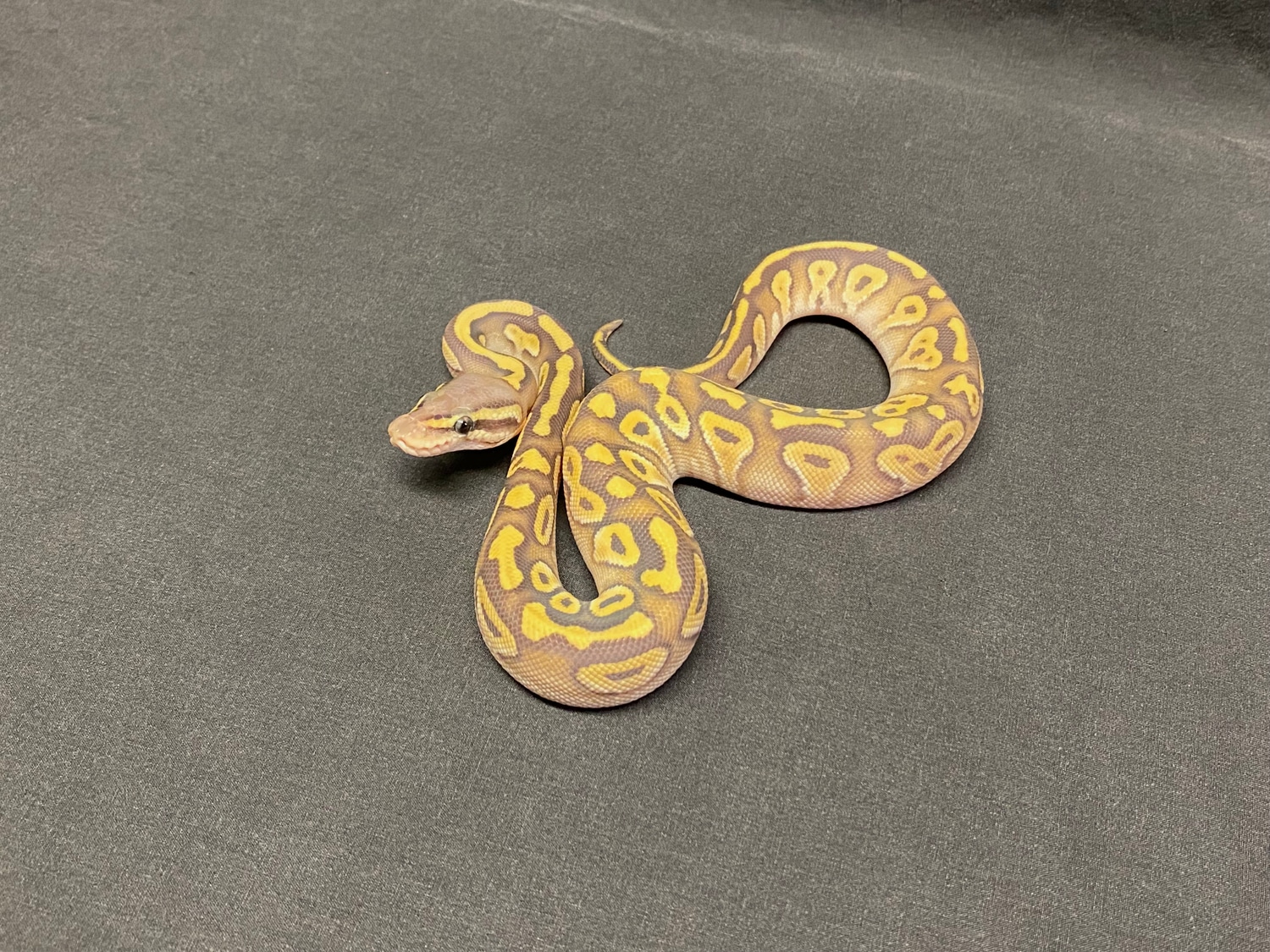 Pastel Mojave Ghost Granite Ball Python by CV Exotics inc. - MorphMarket