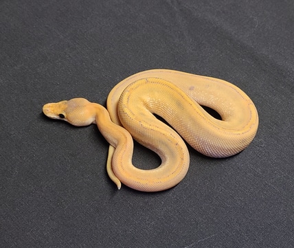 Spider Pied (White Wedding) Ball Python by CV Exotics inc. - MorphMarket