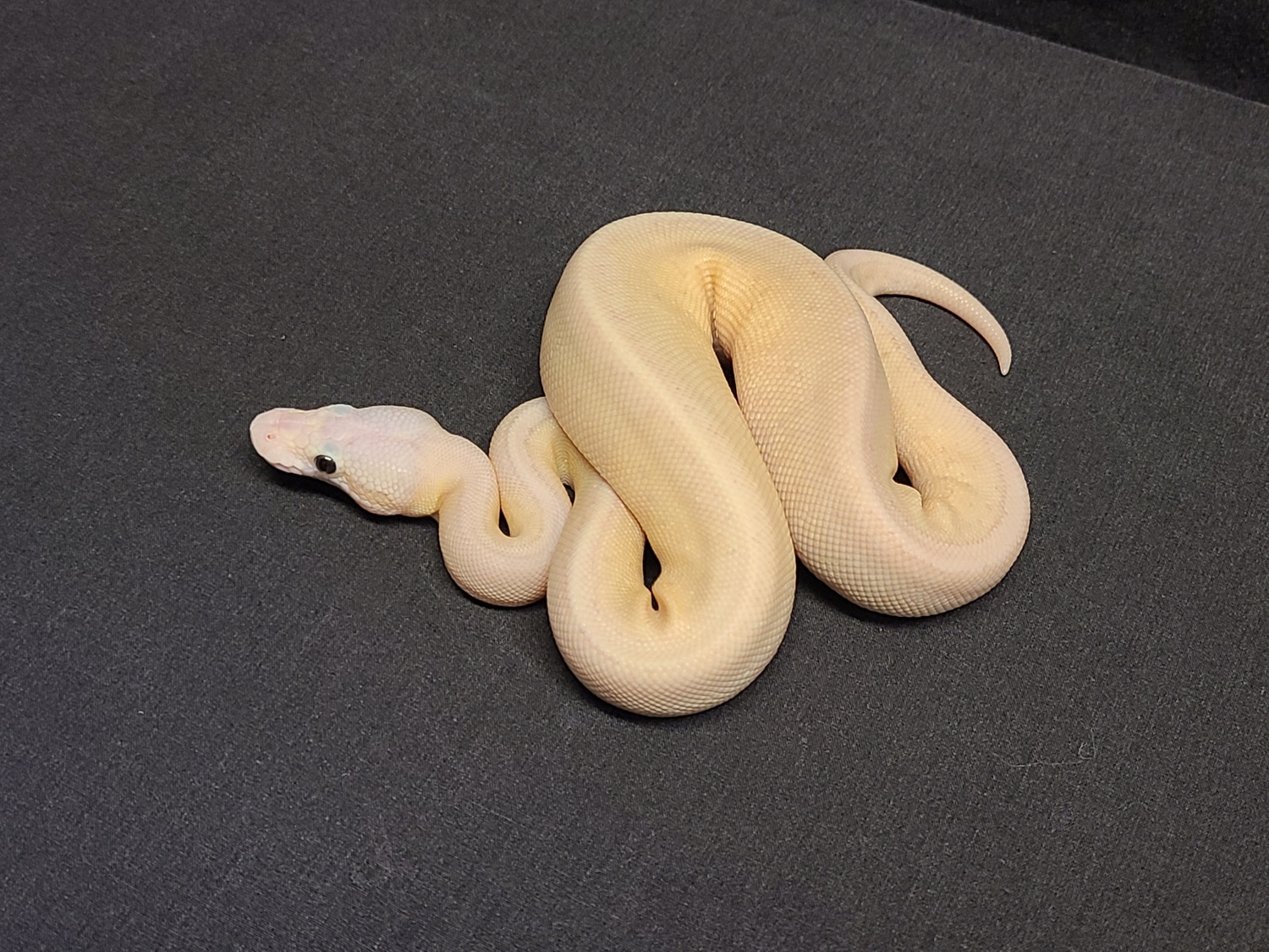 Super Pastel Lesser Pinstripe Fire Ball Python by CV Exotics inc. - MorphMarket