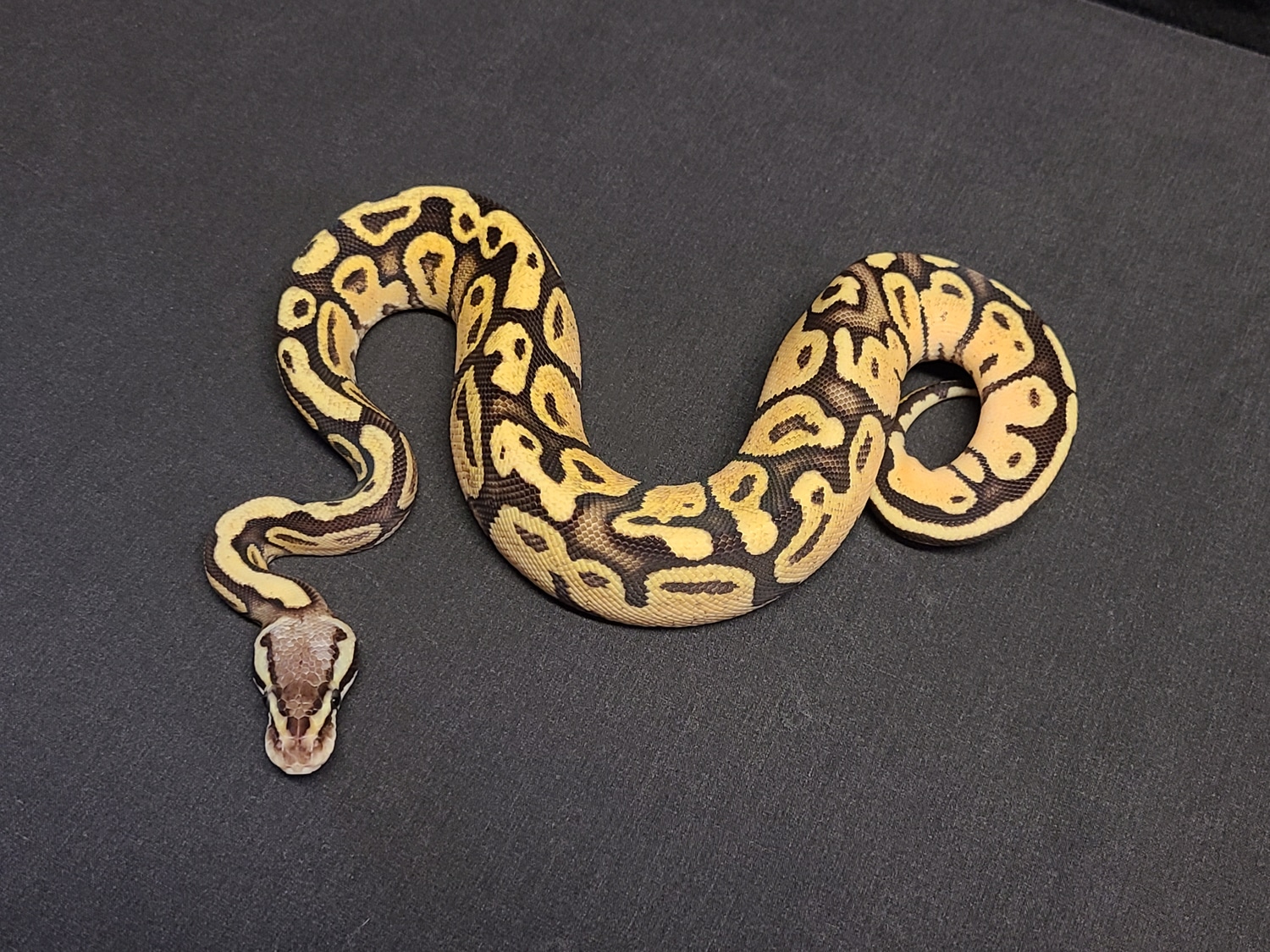 Pastel Fire Ball Python by CV Exotics inc. - MorphMarket