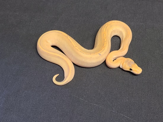 Mimosa Ball Python by CV Exotics inc.
