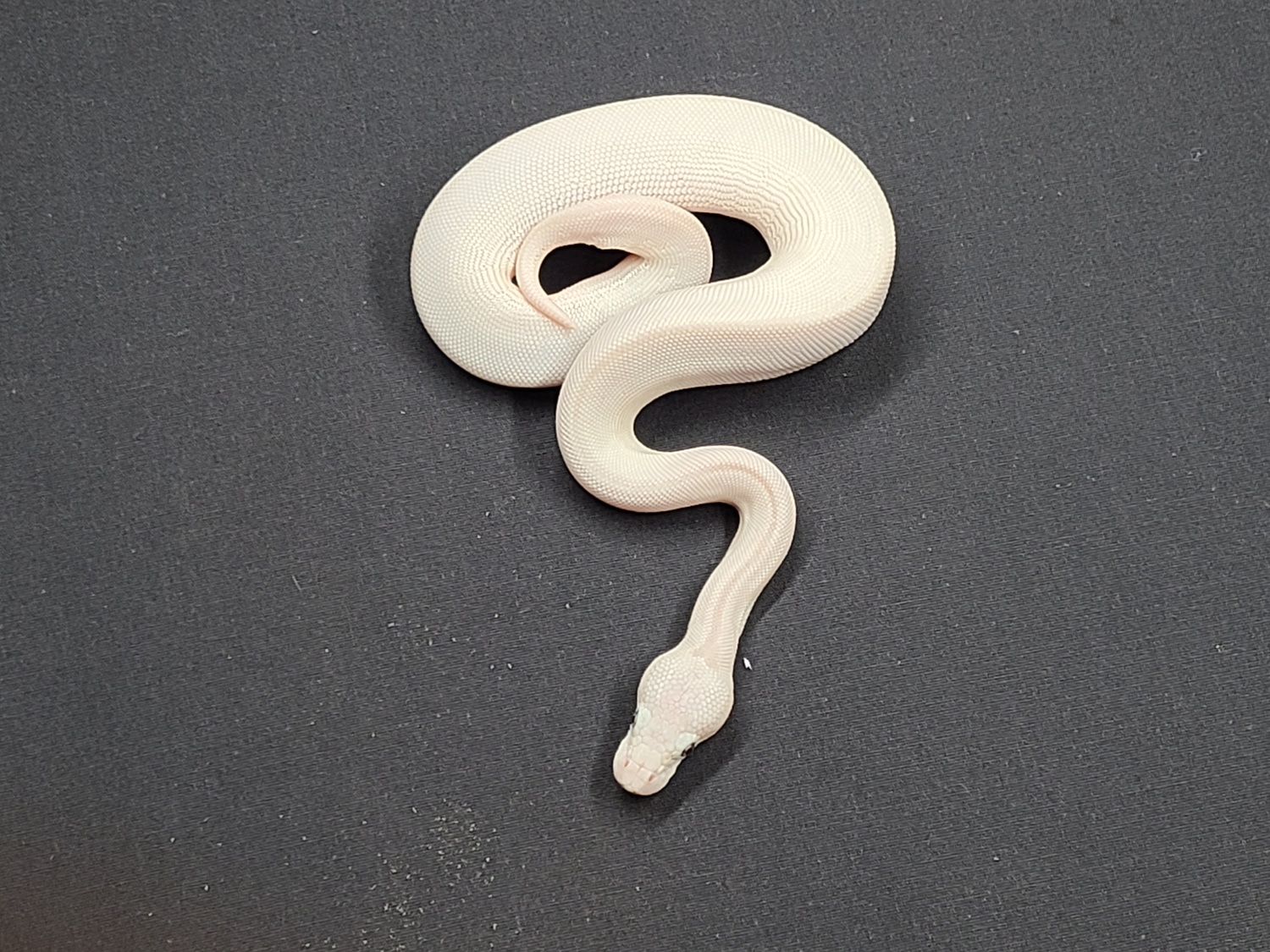 Lucy (Super Lesser) Ball Python by CV Exotics inc. - MorphMarket