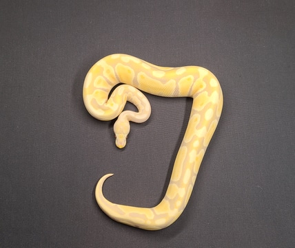 Spider Pied (White Wedding) Ball Python by CV Exotics inc. - MorphMarket