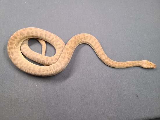 Children's Python by CV Exotics inc.