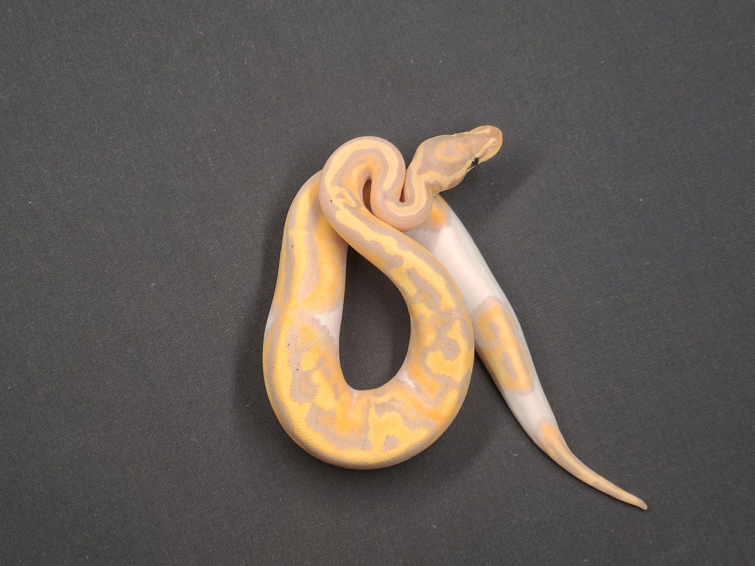 Banana Pied Ball Python by CV Exotics inc. - MorphMarket