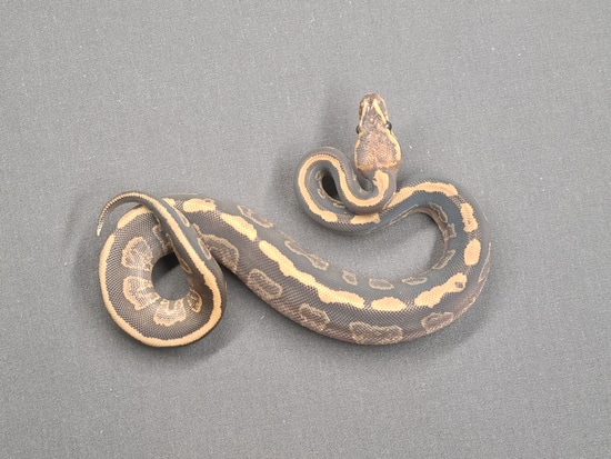 Super Sable Ball Python by CV Exotics inc.