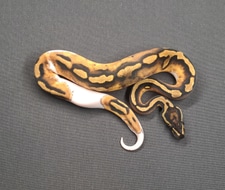 Spider Pied (White Wedding) Ball Python by CV Exotics inc. - MorphMarket