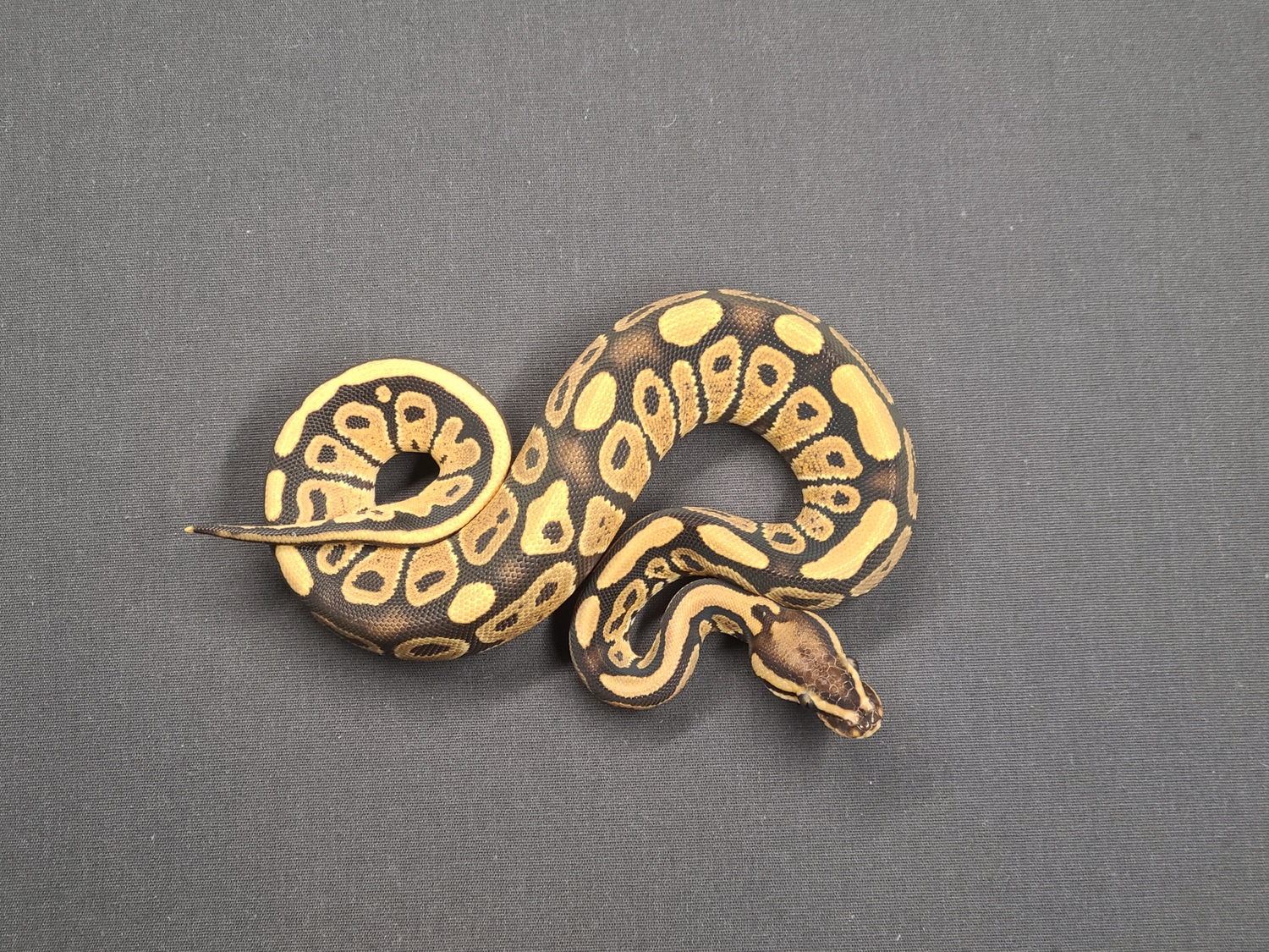 Spector Ball Python by CV Exotics inc. - MorphMarket