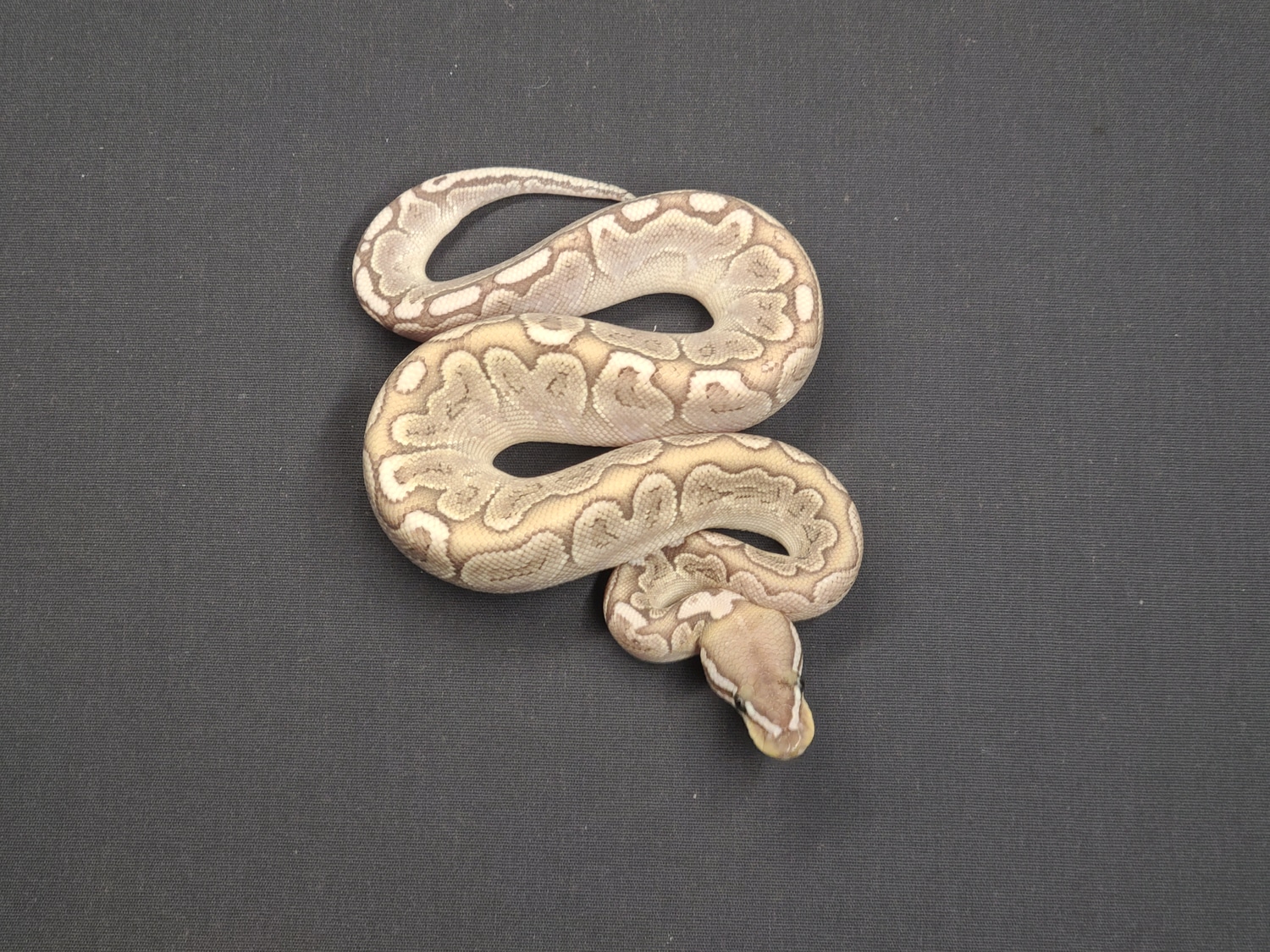 Bamboo Ball Python by CV Exotics inc. - MorphMarket