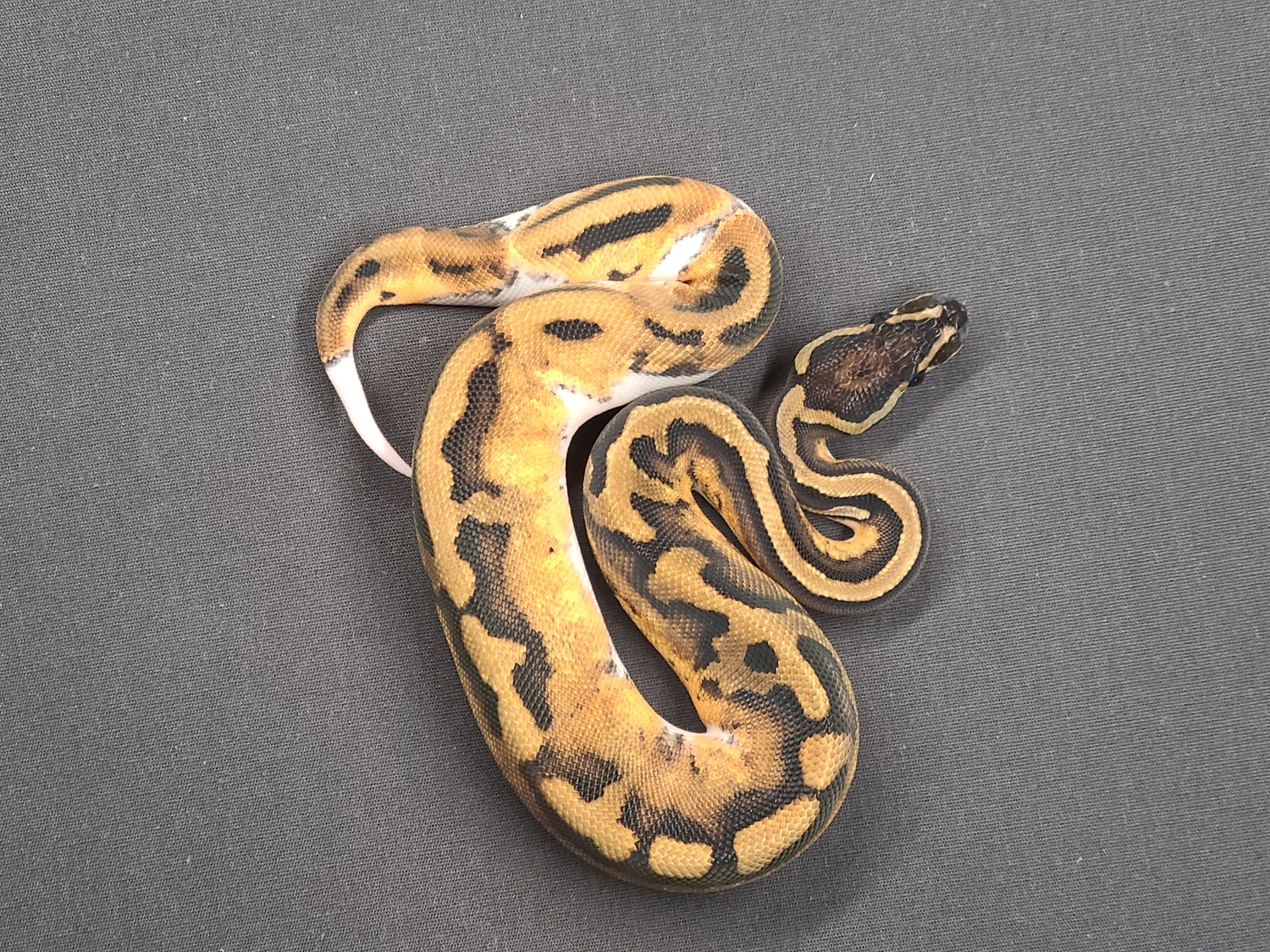 Pied Ball Python by CV Exotics inc. - MorphMarket