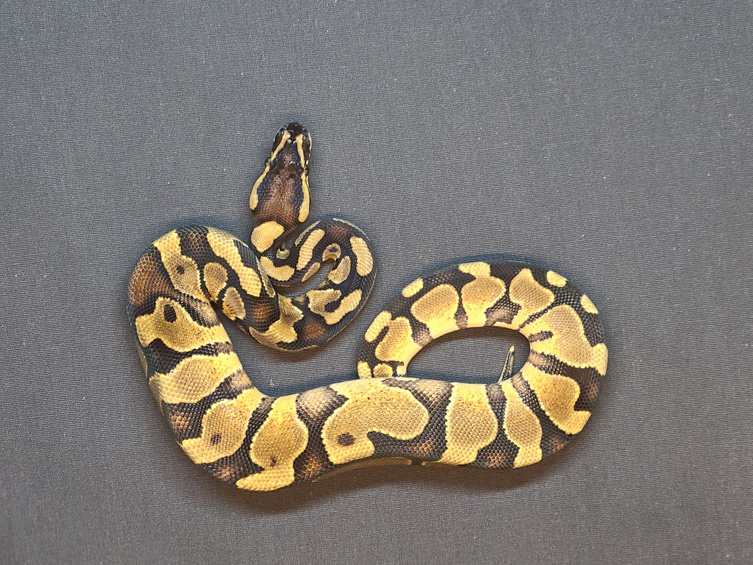 Enchi (Possible Yellow Belly, Spark, Asphalt) Ball Python by CV Exotics ...