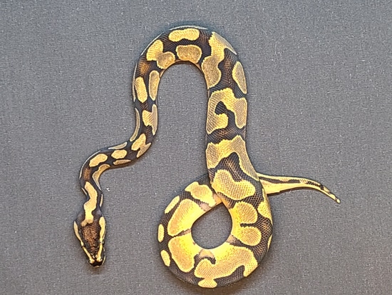 Enchi (Possible Yellow Belly, Spark, Asphalt) Ball Python by CV Exotics ...