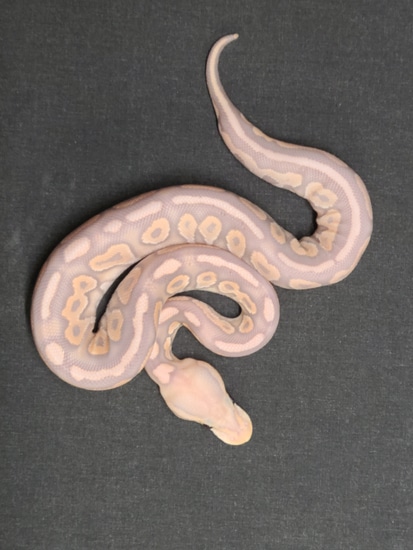 Black Pastel Caramel Glow Ball Python by CV Exotics inc.
