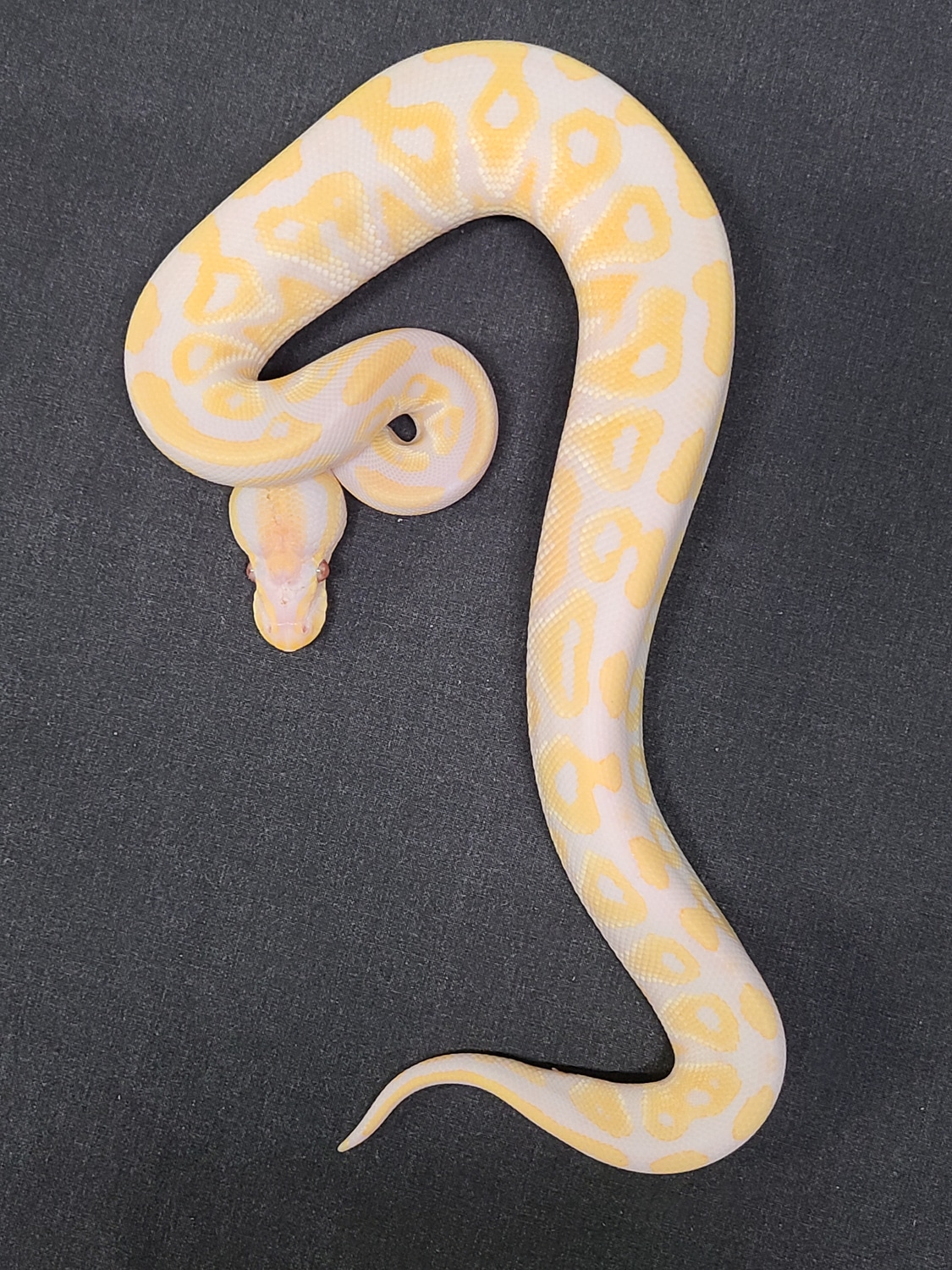 Lavender Mojave Ball Python by CV Exotics inc. - MorphMarket